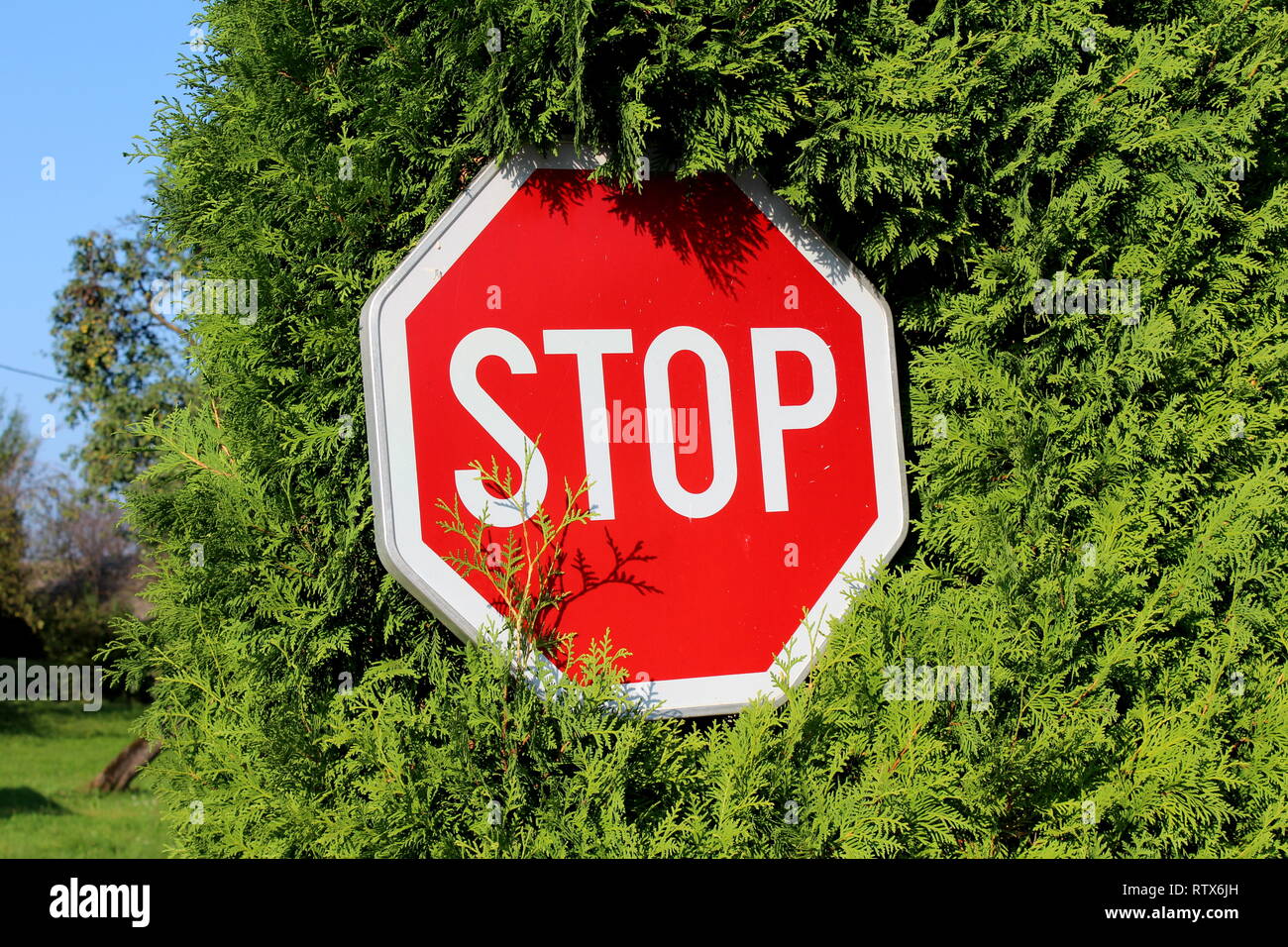 Tilted stop road sign completely surrounded with very dense light green ...