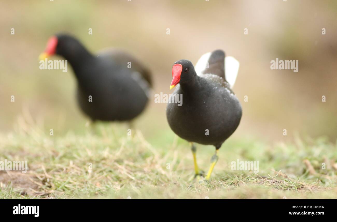 Male and female moorhens hi-res stock photography and images - Alamy