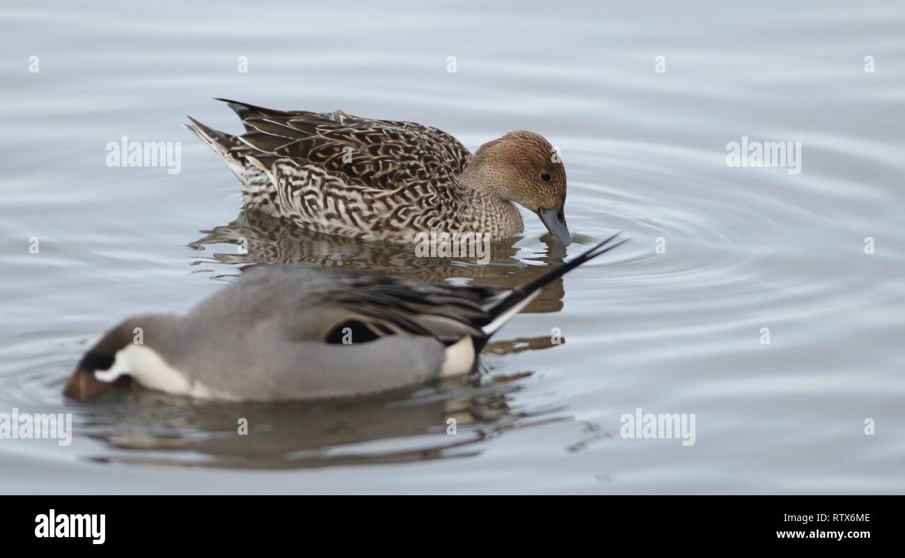 Northern Pintail duck (Anas acuta) pair, dabbling for food, showing ...