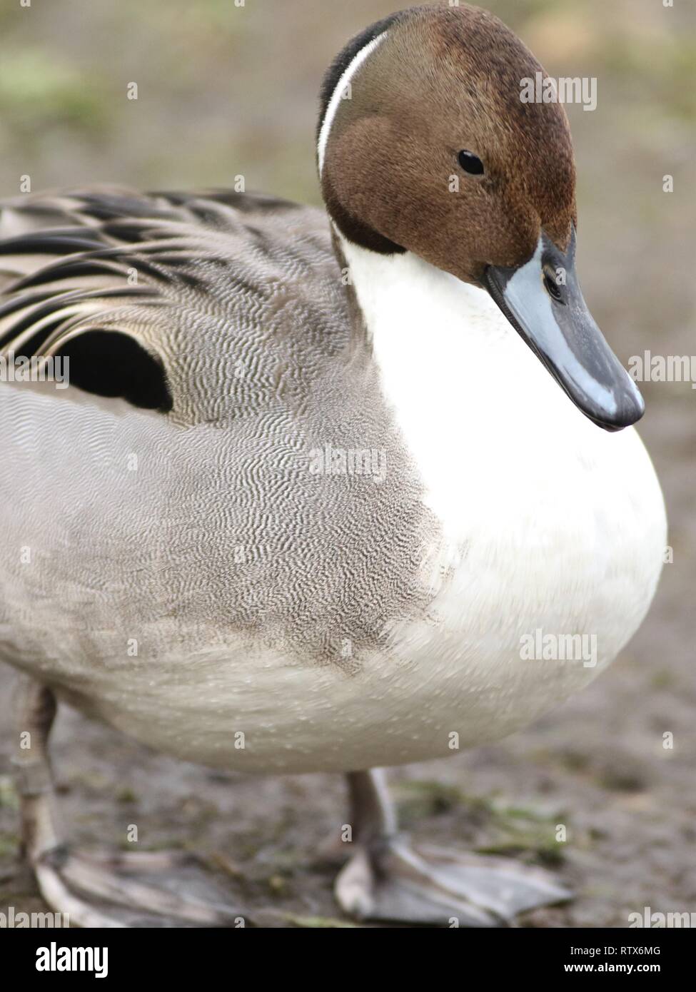 Male Northern Pintail duck (Anas acuta) portrait shot on river estuary ...