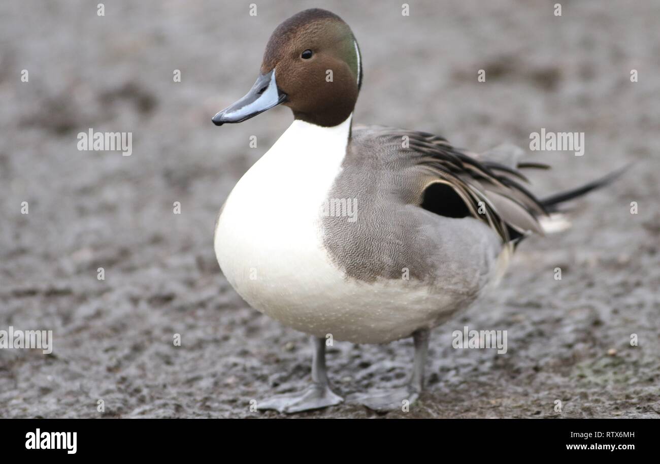 Full Plumage Drake Pintail
