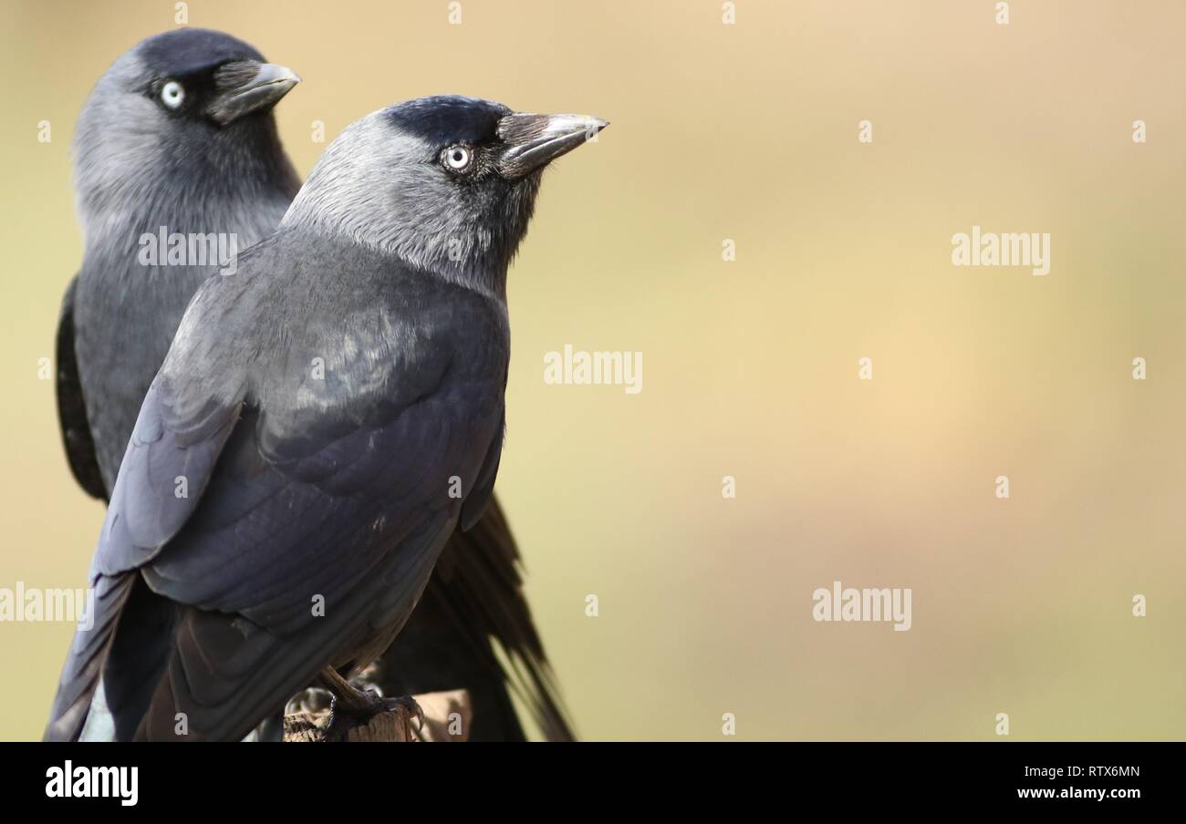Jackdaw identification hi-res stock photography and images - Alamy