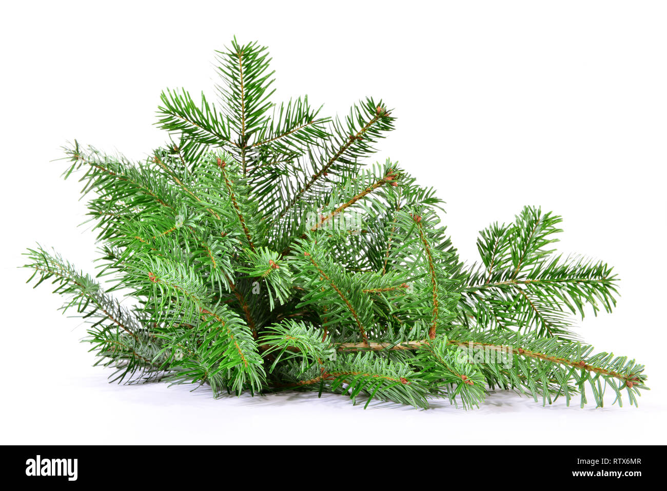 Fir branches on bright Cut Out Stock Images & Pictures - Alamy