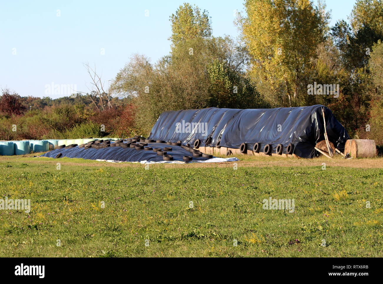 Two silage piles of fermented high moisture stored fodder covered with ...