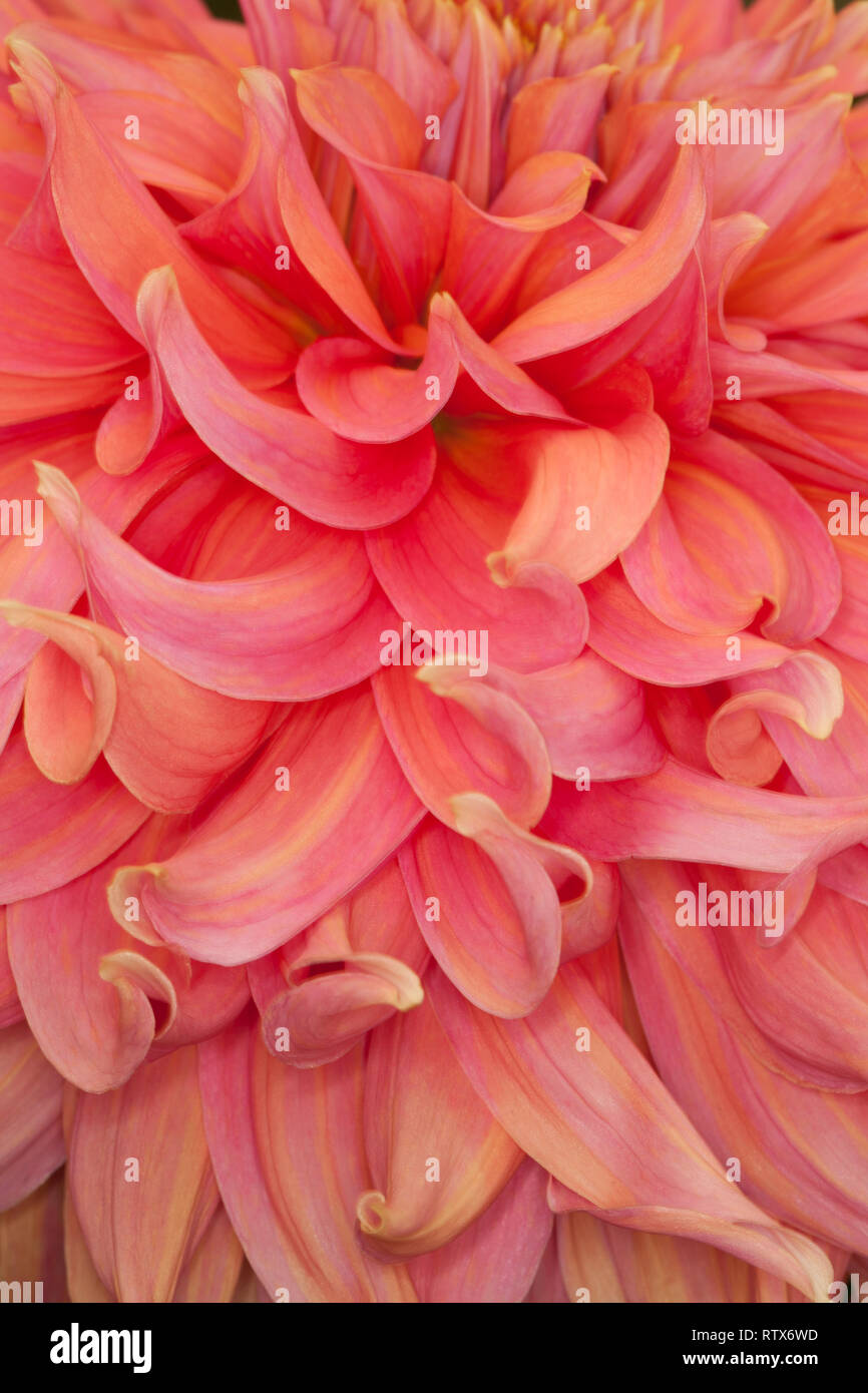 Dahlia 'Fairway Spur' Stock Photo - Alamy