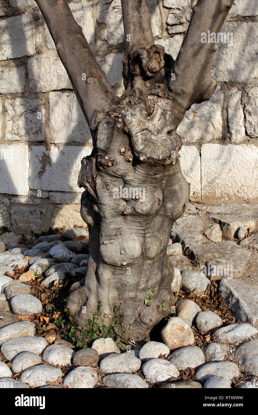 Unusual strangely deformed tree trunk of old tall tree surrounded with ...