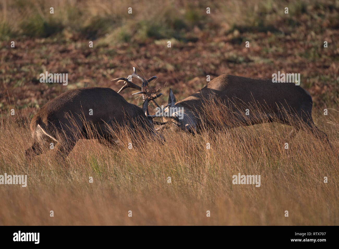 Batteling stags hi-res stock photography and images - Alamy