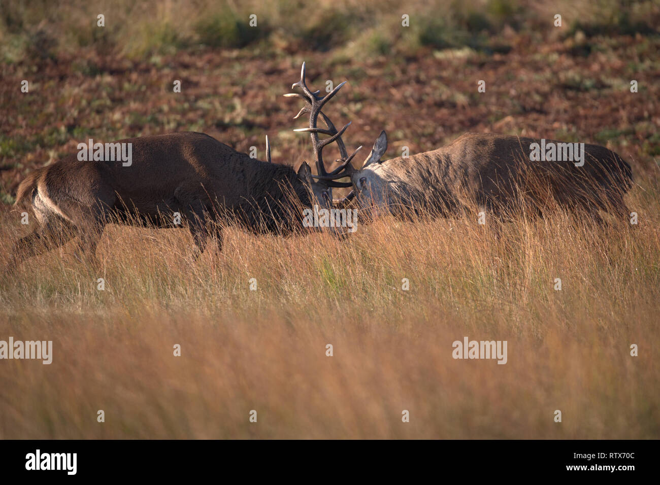 Batteling stags hi-res stock photography and images - Alamy