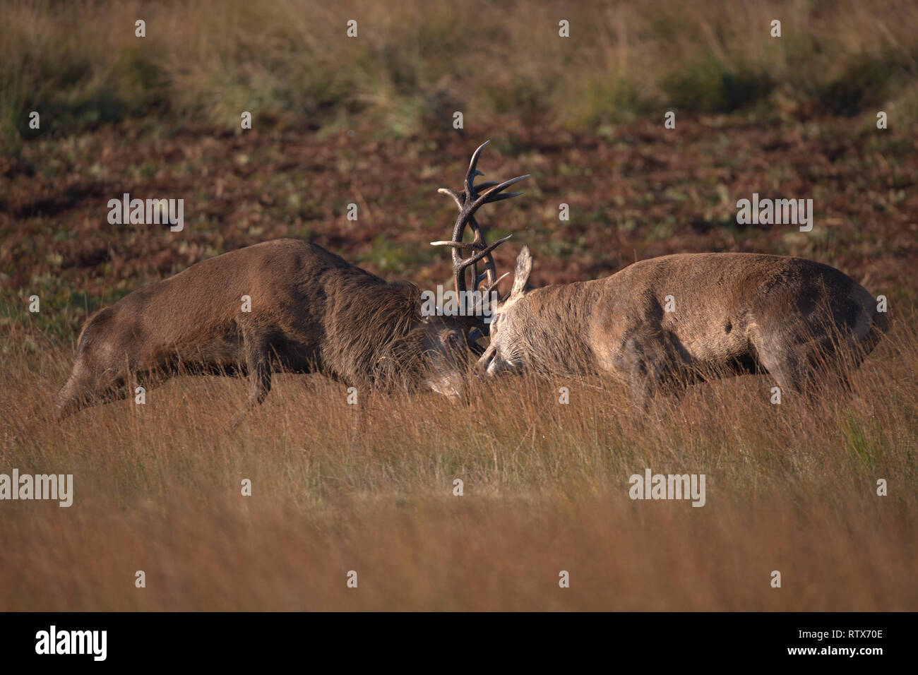 Rutting stags hi-res stock photography and images - Alamy