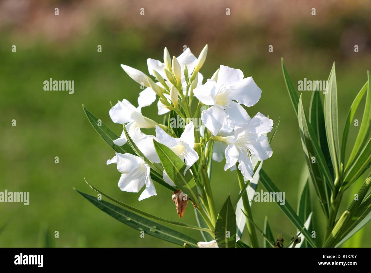 White Oleander or Nerium oleander shrub plant with multiple fully open blooming white flowers ...