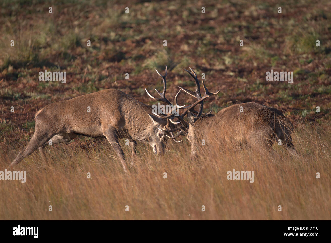 Batteling stags hi-res stock photography and images - Alamy
