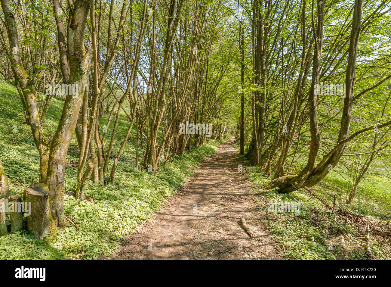 A path follows a route through the trees. It is a beautiful day during ...