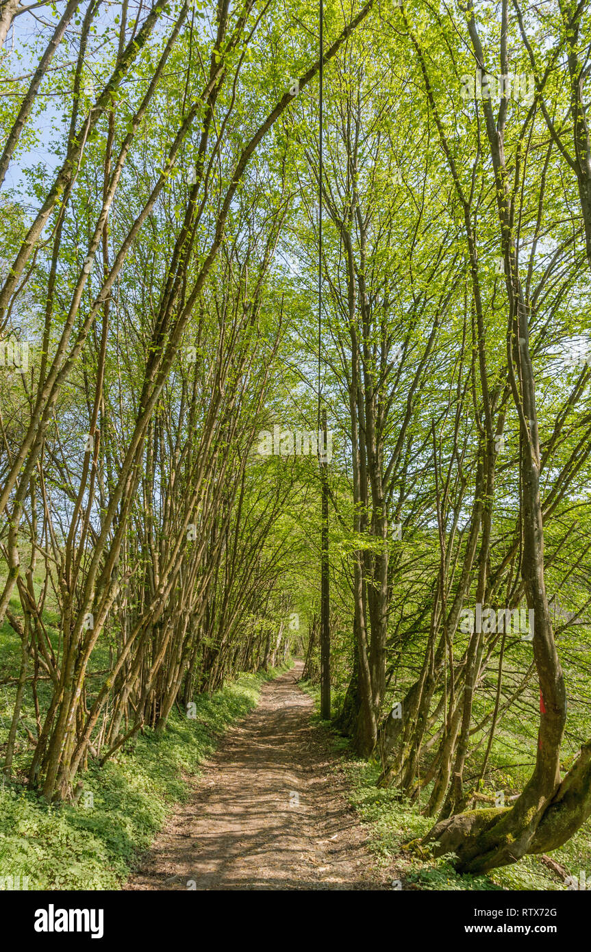 A path follows a route through the trees. It is a beautiful day during ...