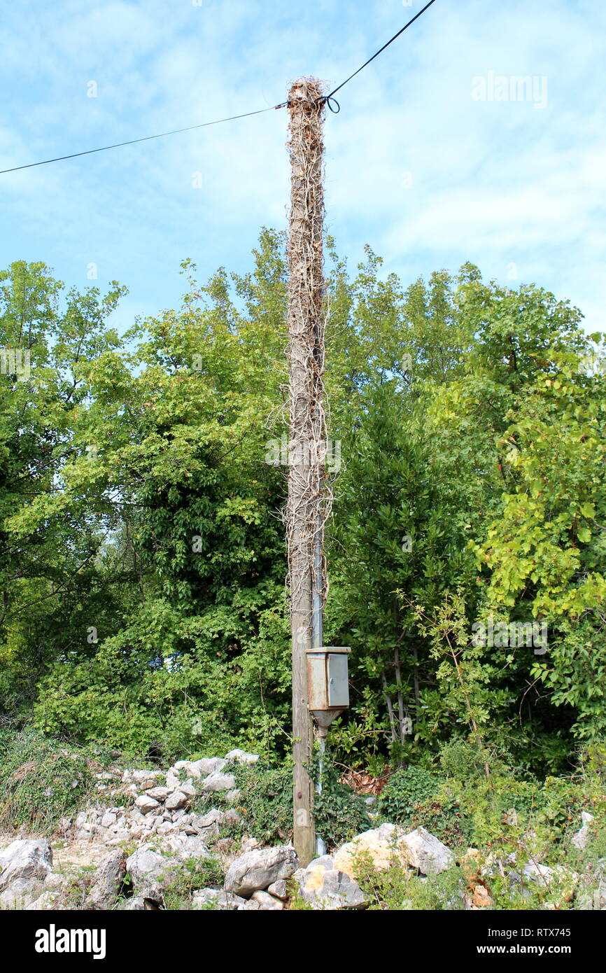 Wooden electrical utility pole completely overgrown with dry crawler ...