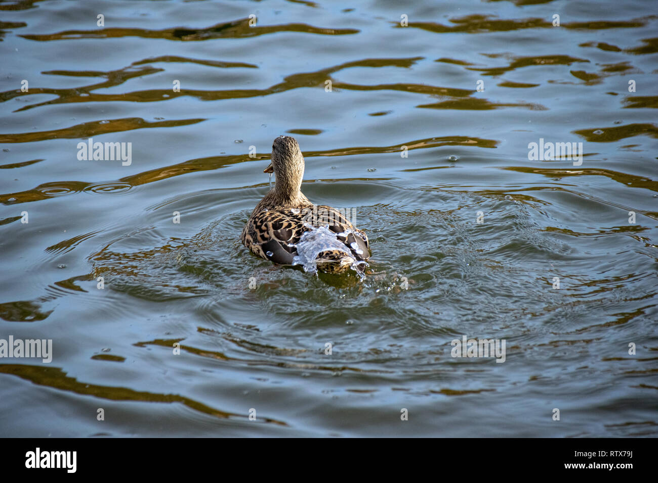 Water Off A Ducks Back Female Mallard Duck Surfaced From A Dive With