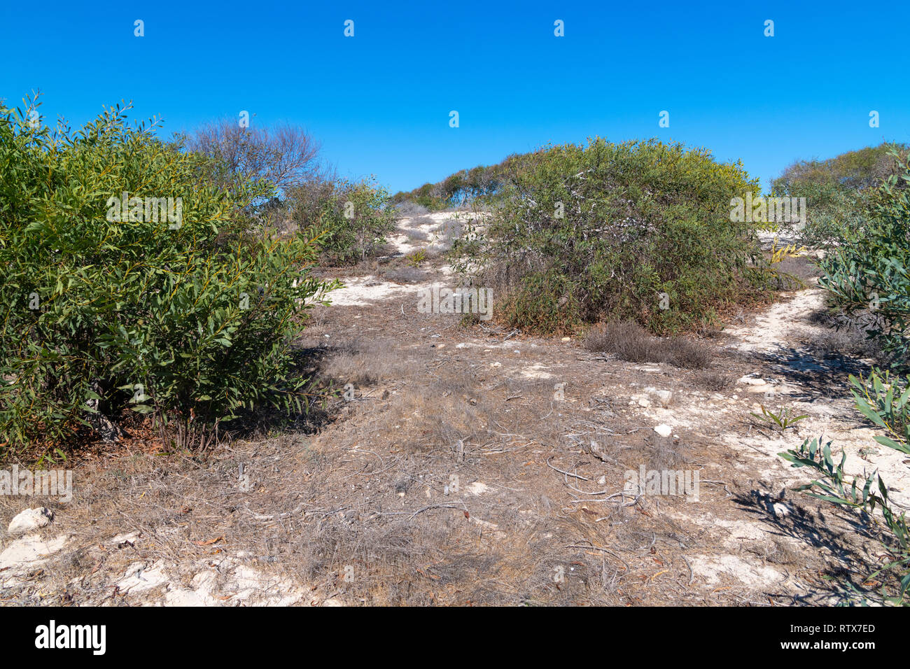 The nature of island of Cyprus - rocky soil and olive trees Stock Photo ...