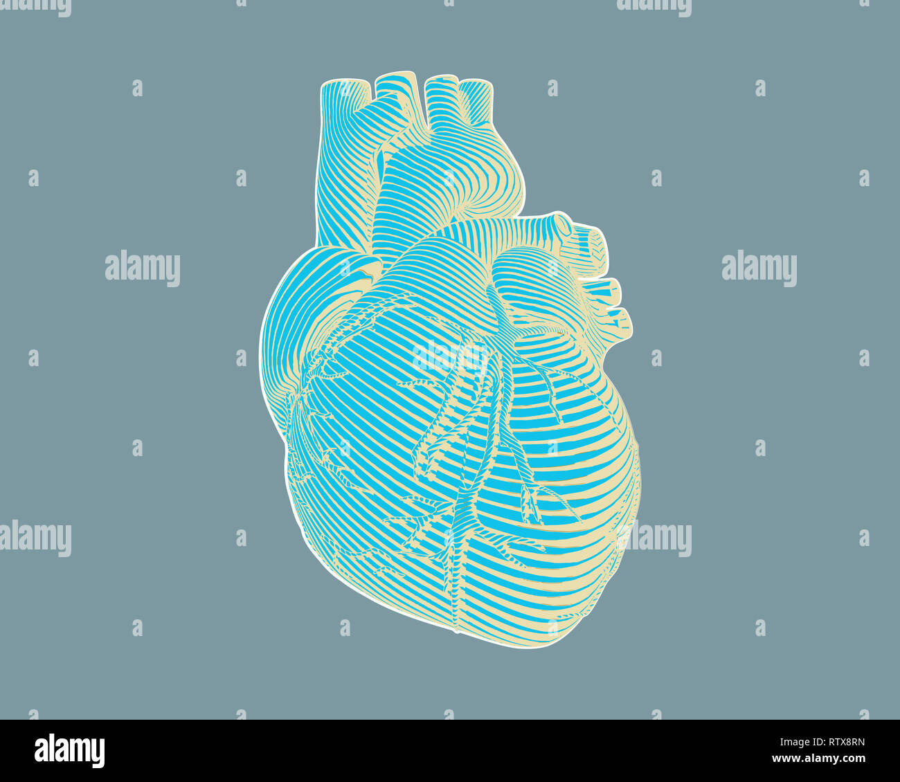 Engraving colorful human heart with flow line art stroke on gray green ...