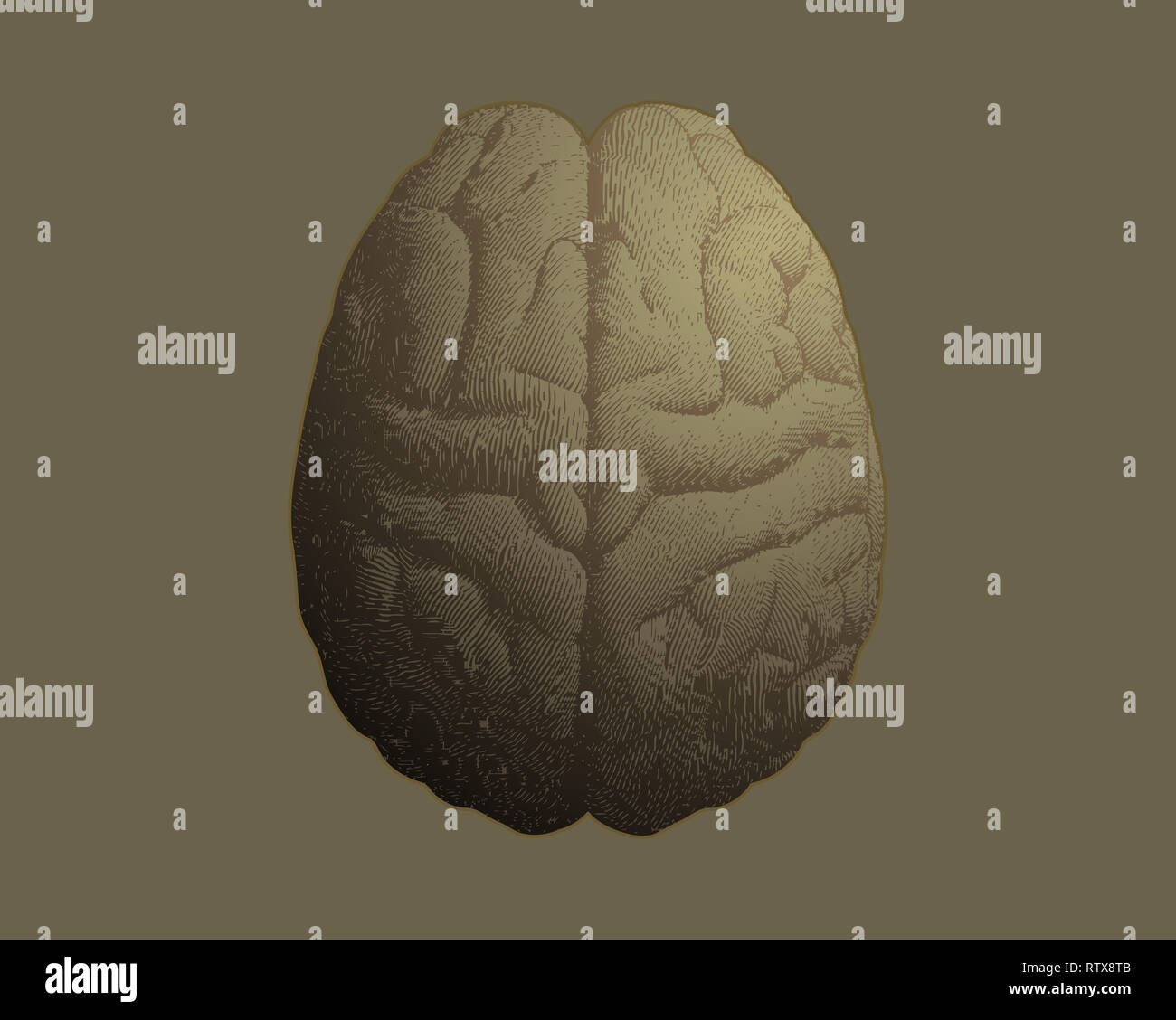 Human brain anatomy superior view hi-res stock photography and images ...