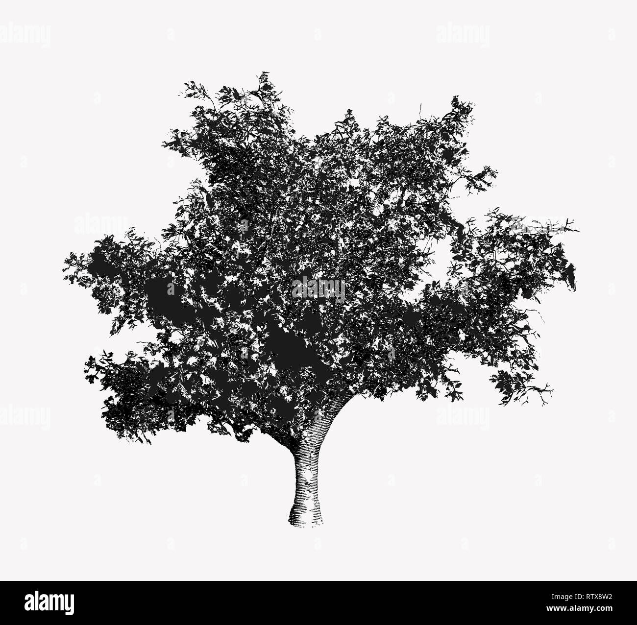 Monochrome vintage engraving tree illustration isolated on white ...