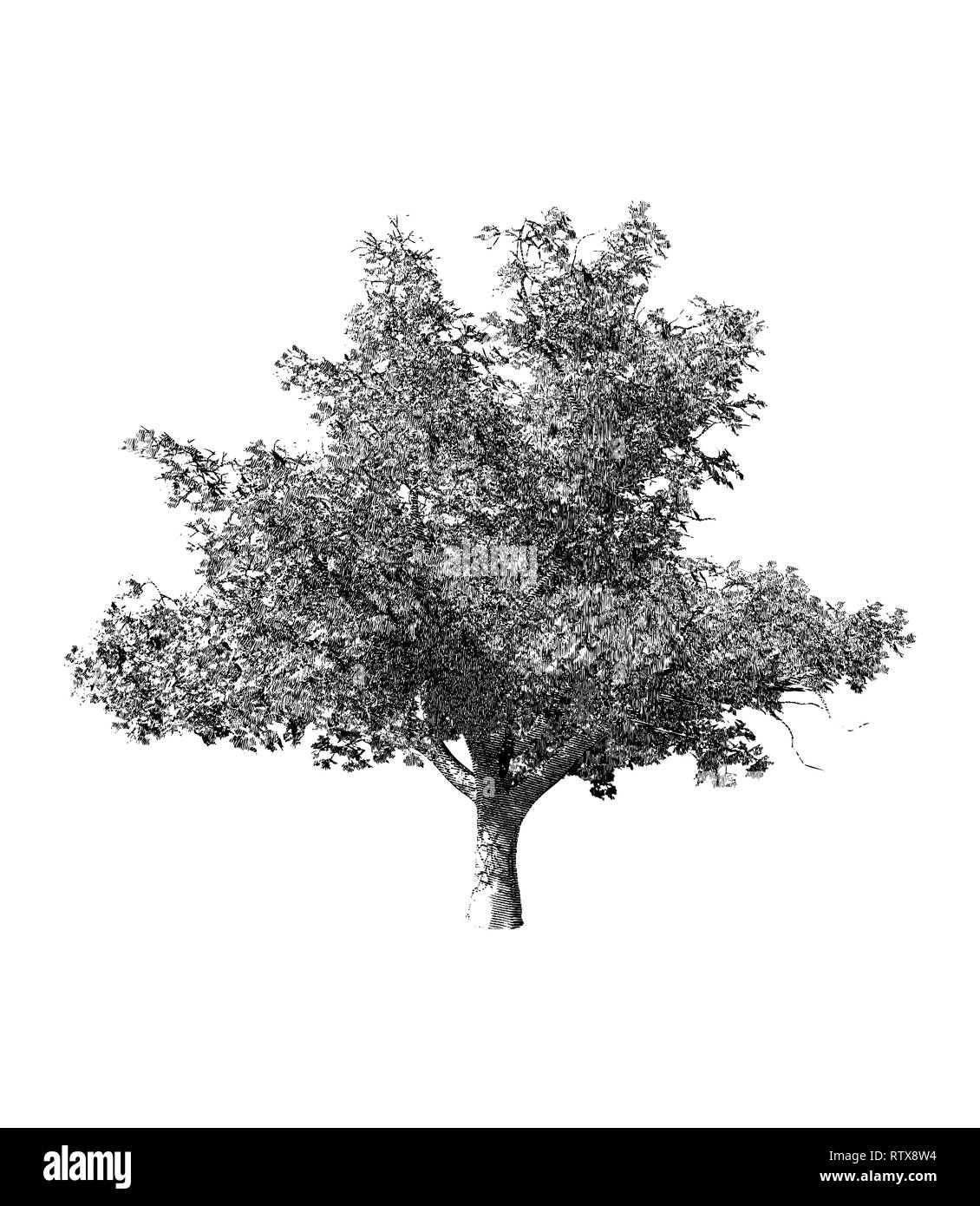 Monochrome vintage engraving tree illustration isolated on white ...