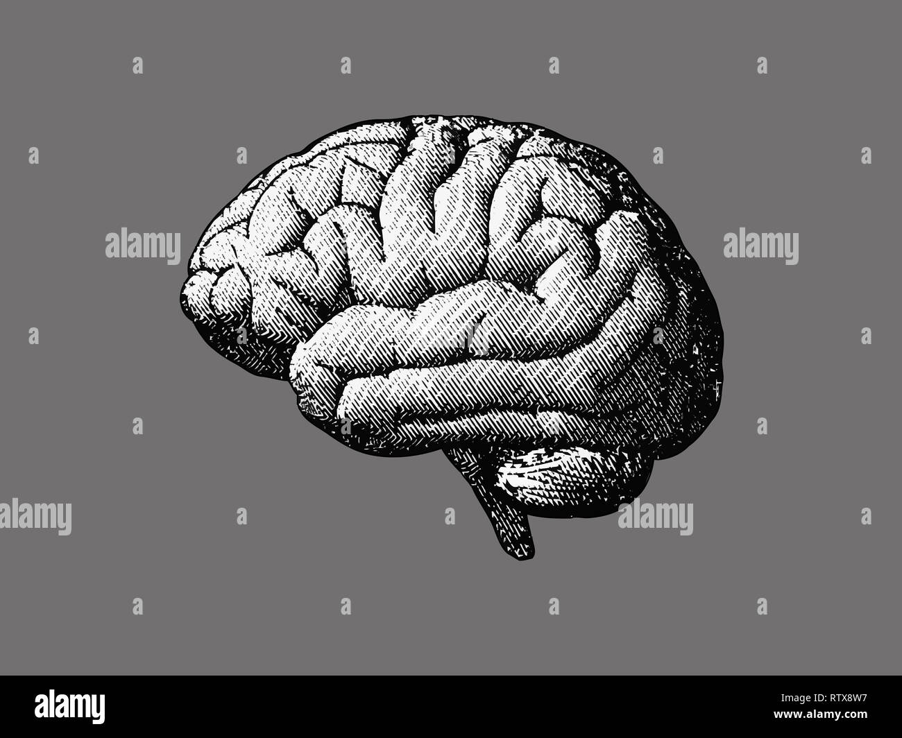 Brain Drawing Side View Anatomy Of Human Brain, Side View #1 Beach