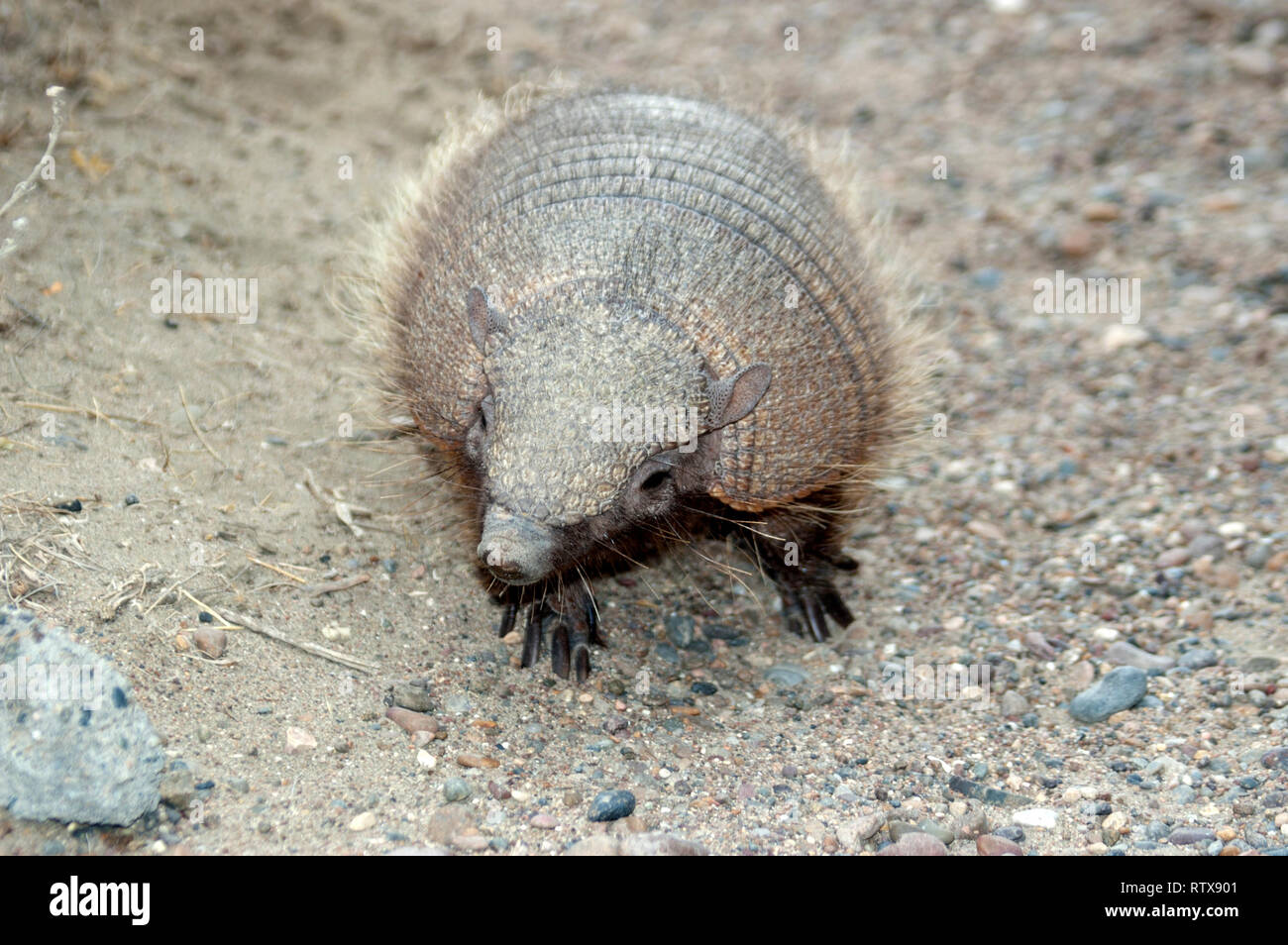 Dwarf armadillo or pichi, Zaedys pichiy, endemic to Patagonia, Valdes ...