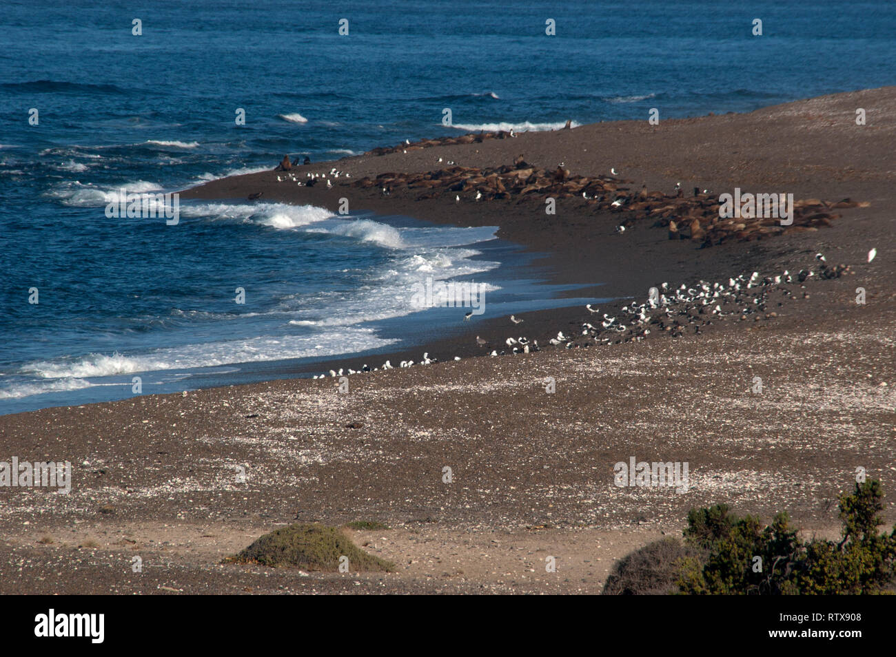 Patagonia beach hi-res stock photography and images - Alamy