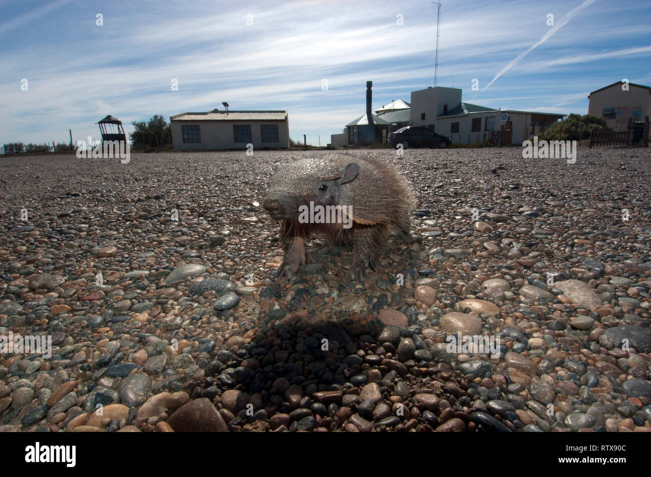 Dwarf armadillo or pichi, Zaedys pichiy, endemic to Patagonia, Valdes ...