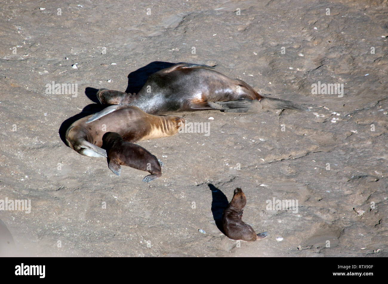 Patagonian sea lions with pup, Otaria byronia, rest at the Loberia of ...