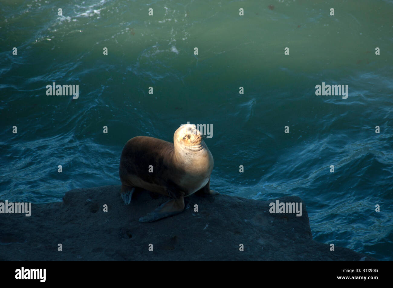 Patagonian sea lion, Otaria byronia, Loberia of Puerto Piramides ...