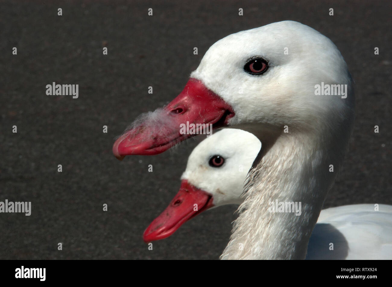Ross goose, Anser rossii, captive, Buenos Aires Zoo, Buenos Aires ...
