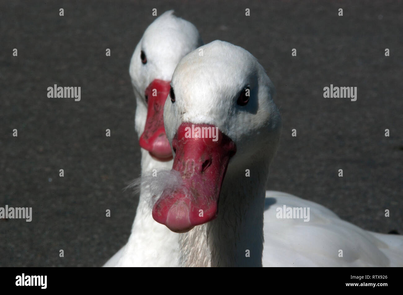 Ross goose, Anser rossii, captive, Buenos Aires Zoo, Buenos Aires ...