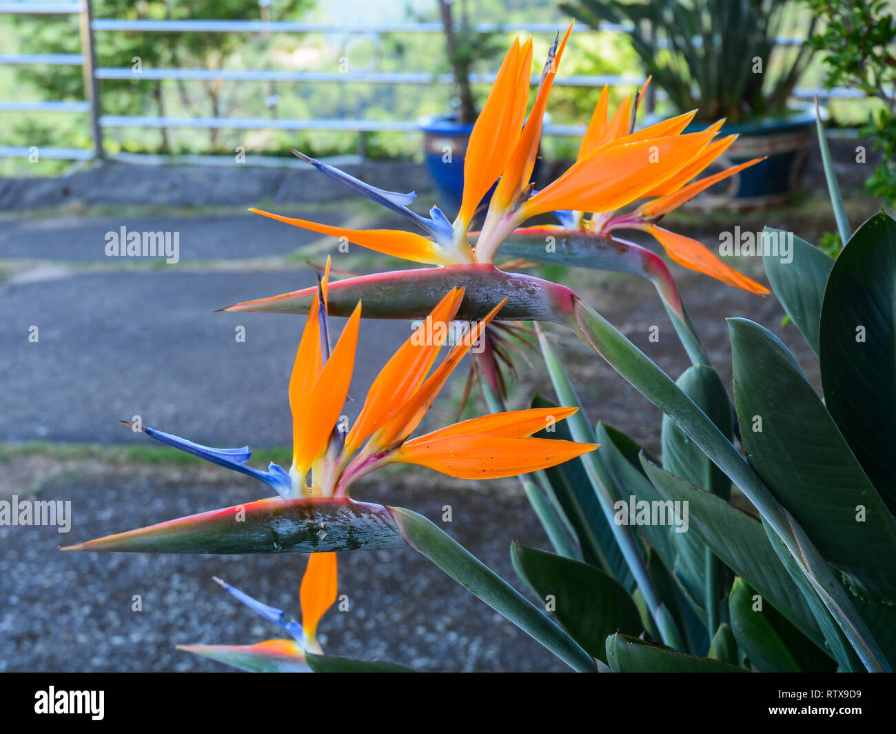 Strelitzia reginae flower (commonly called crane flower or simply ...