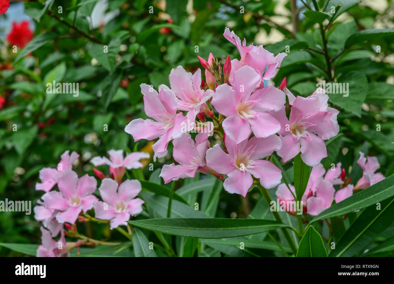 Nerium oleander flowers blooming at sunny day. Oleander is one of the ...