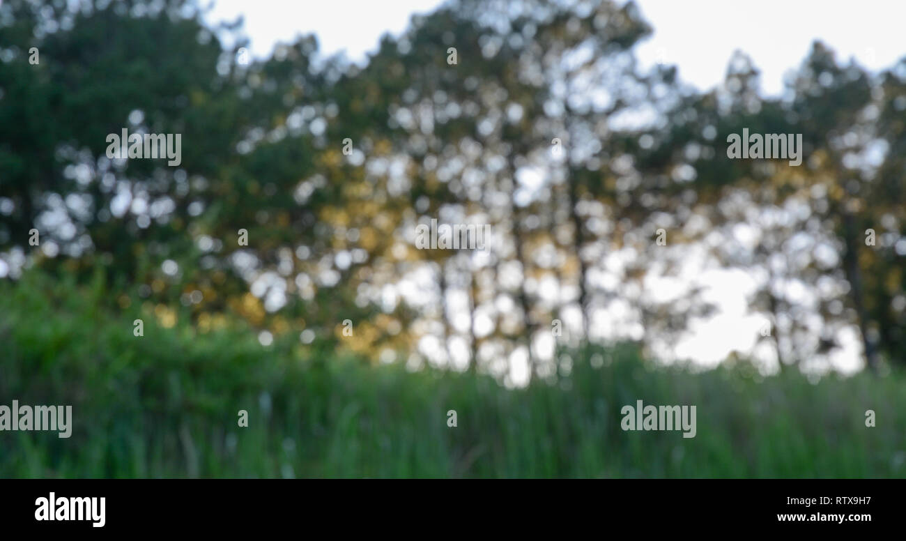 Warm golden blurred nature background. Deep forest in sunny day Stock ...
