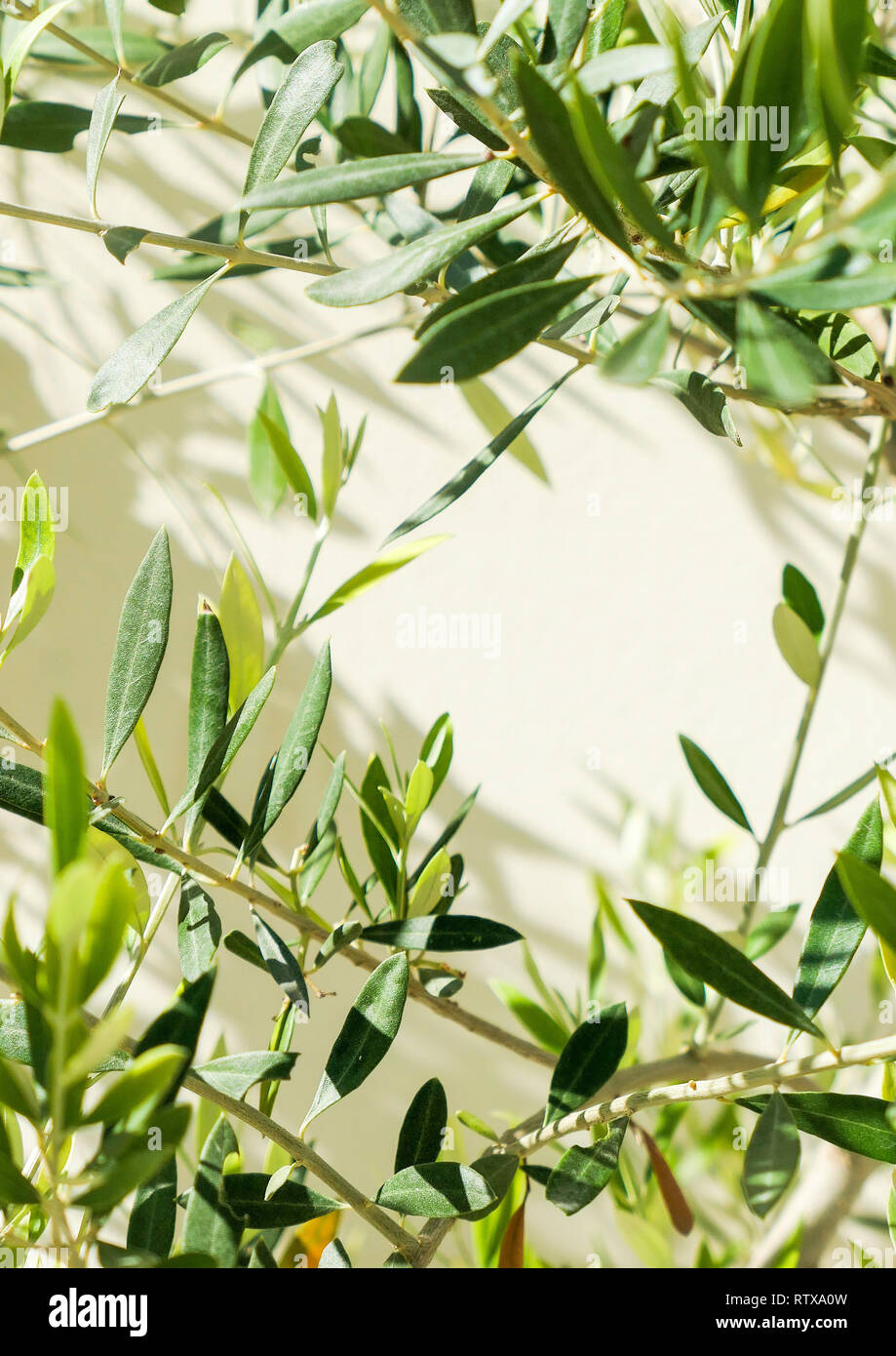 Olive tree and sunshine - gardening, nature background and ...