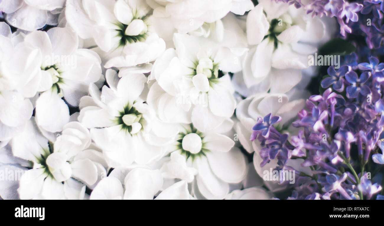 Pretty flowers in springtime - botanical backgrounds, spring and summer ...