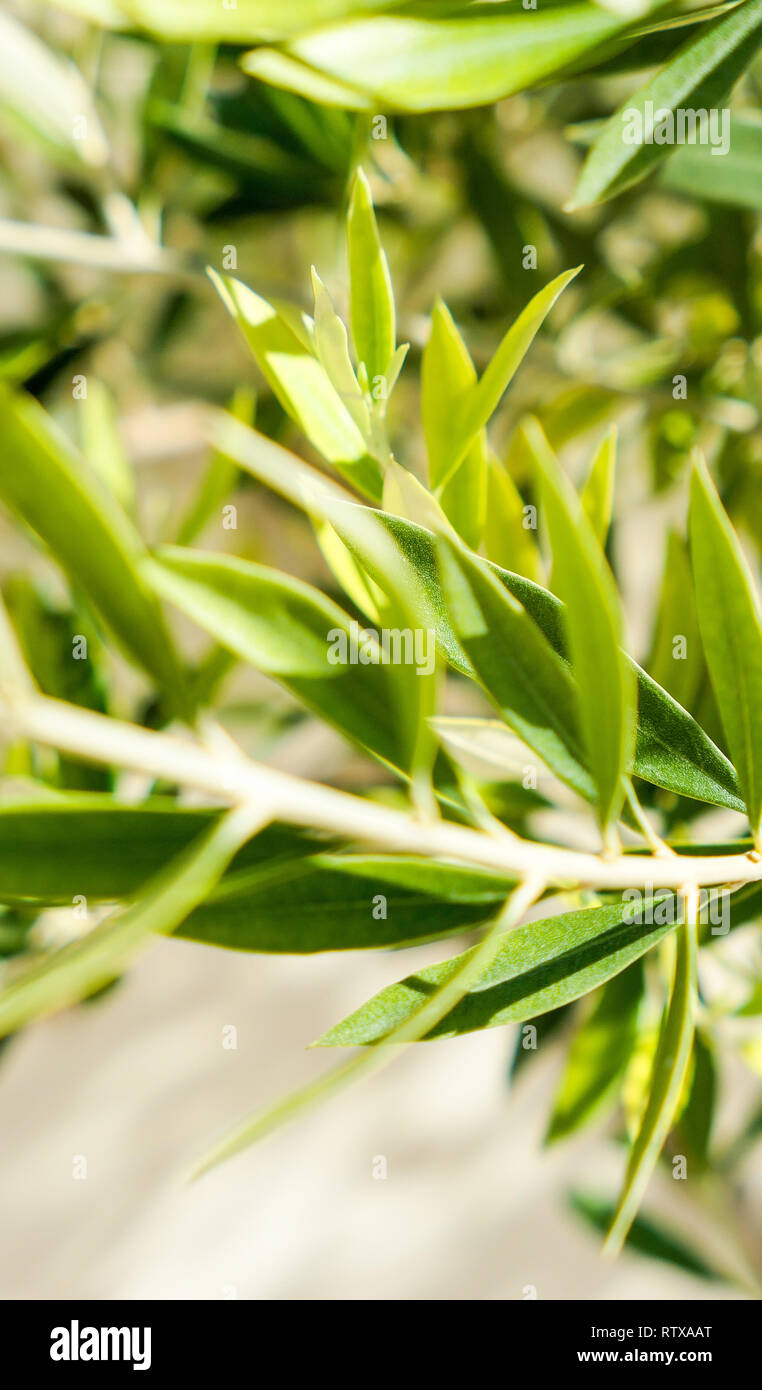 Olive tree and sunshine - gardening, nature background and ...