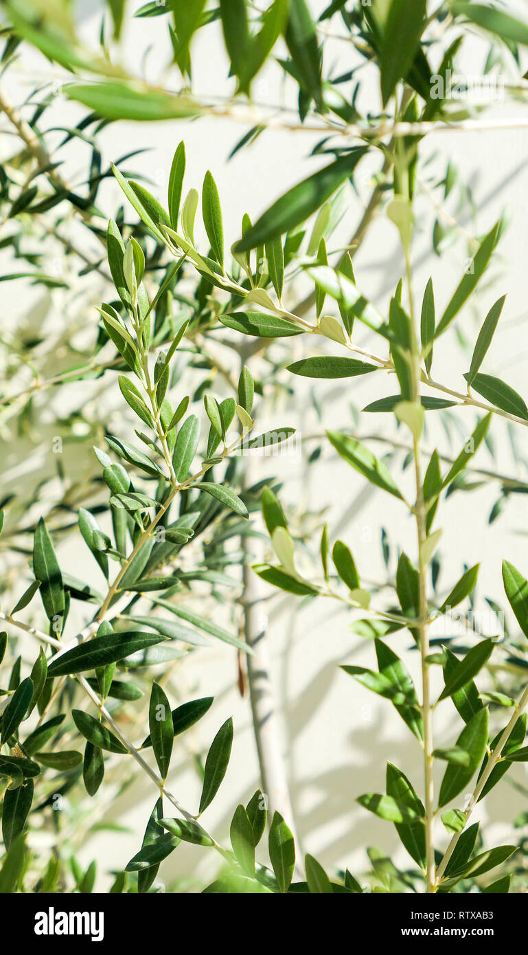 Olive tree and sunshine - gardening, nature background and ...
