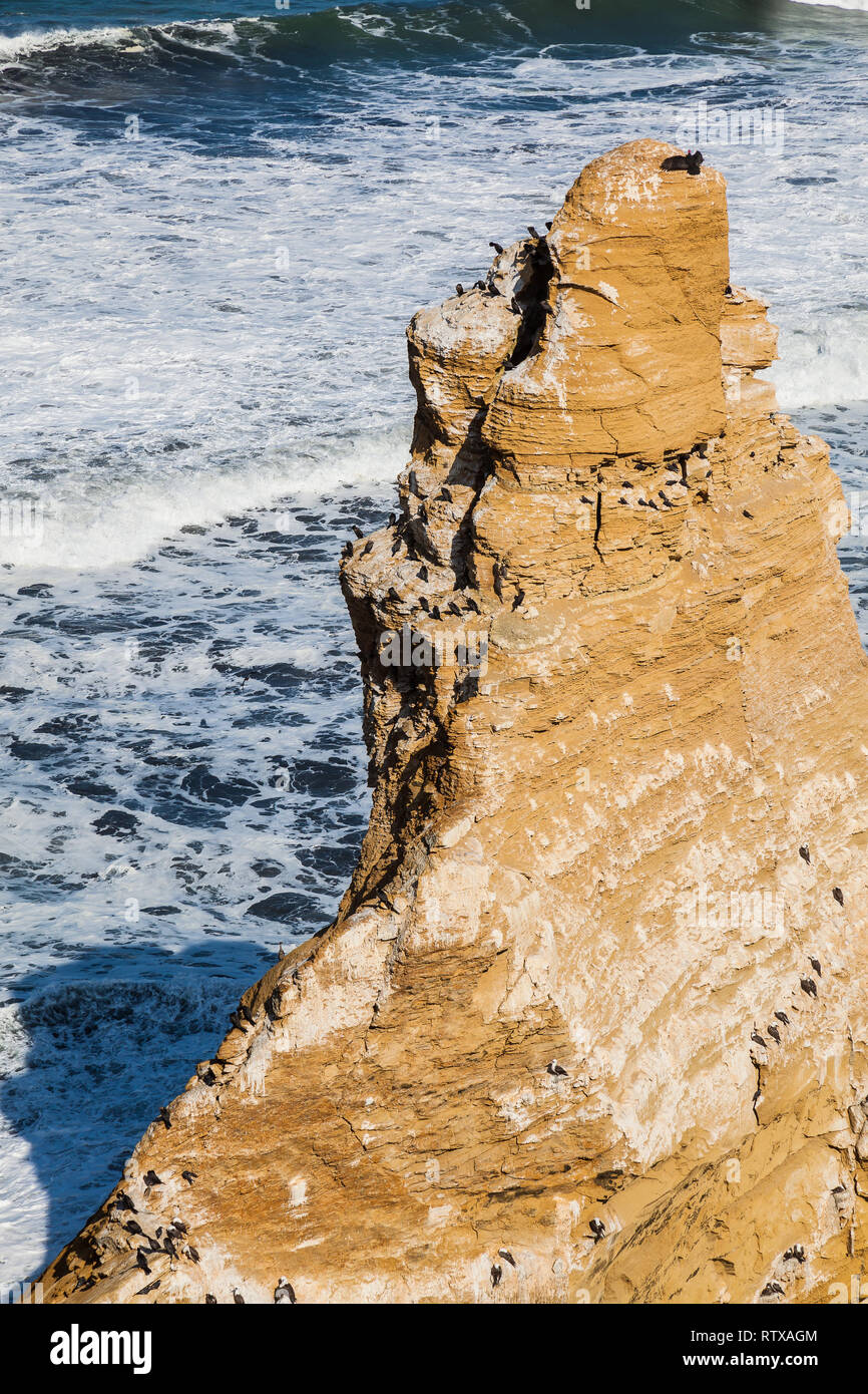 Blue sky, green sea, yellow cliffs and many birds, coasts of Peru ...