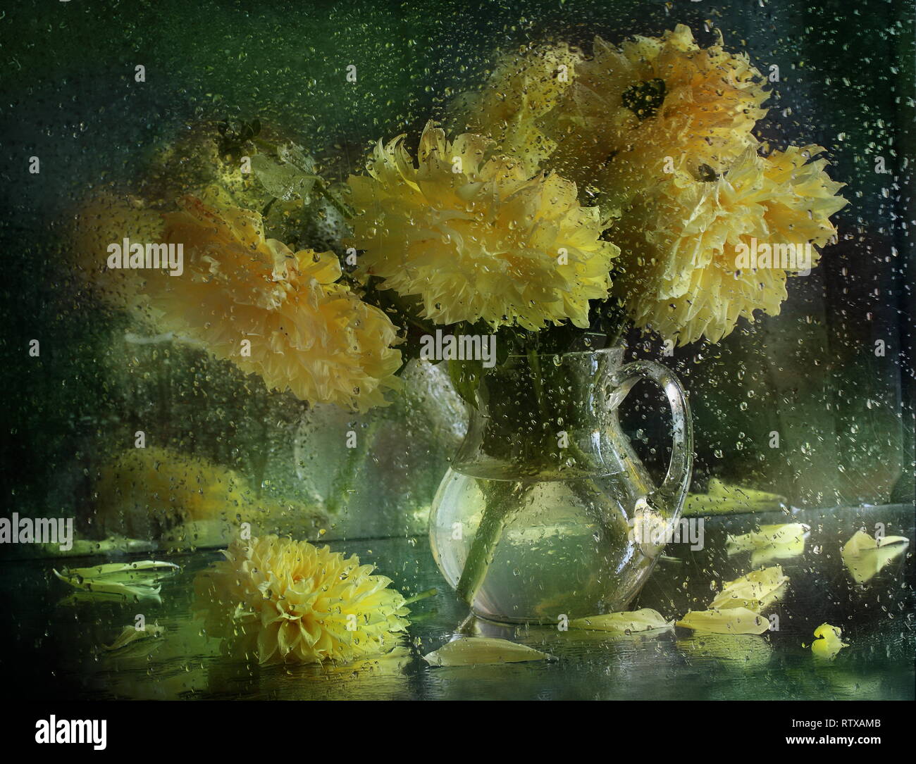 Still life with a bouquet of yellow chrysanthemums behind wet glass ...