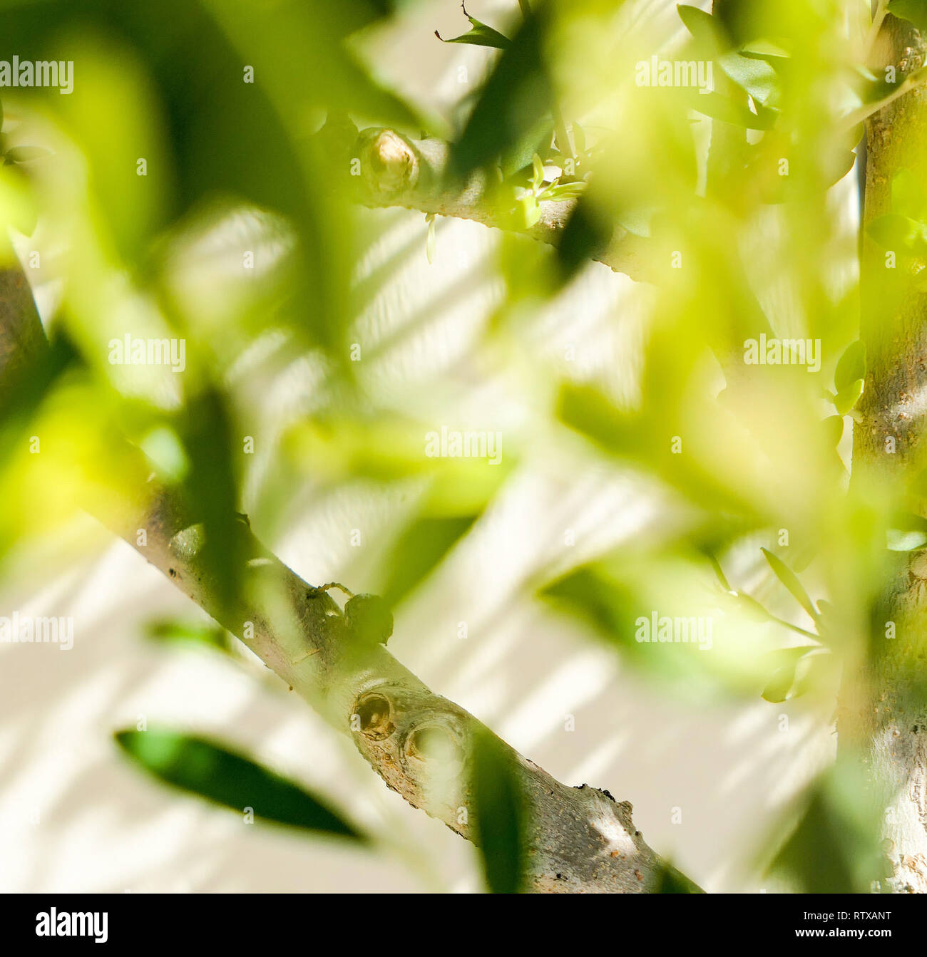 Olive tree and sunshine - gardening, nature background and ...