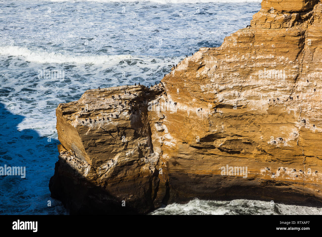 Blue sky, green sea, yellow cliffs and many birds, coasts of Peru ...