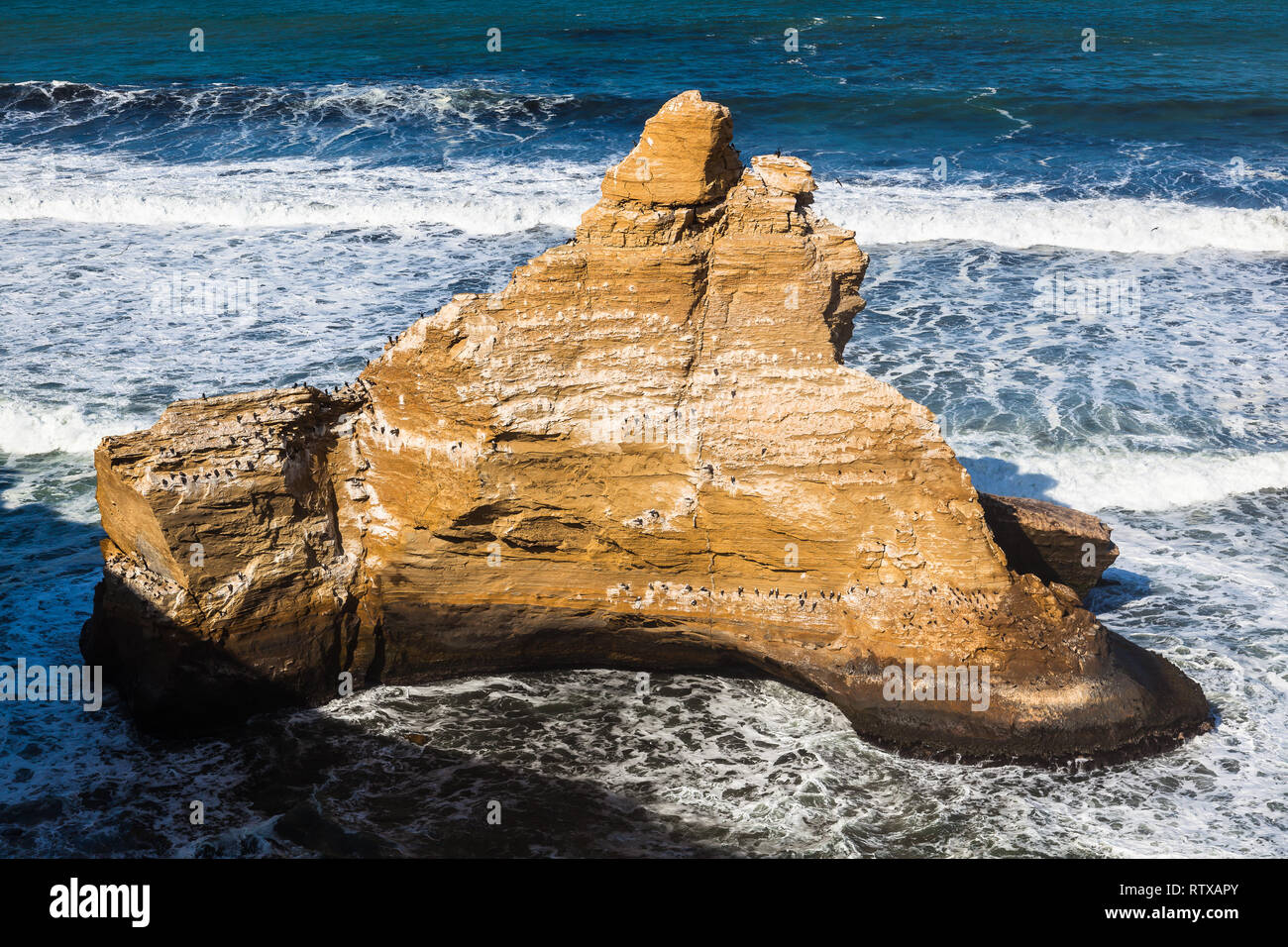 Blue sky, green sea, yellow cliffs and many birds, coasts of Peru ...