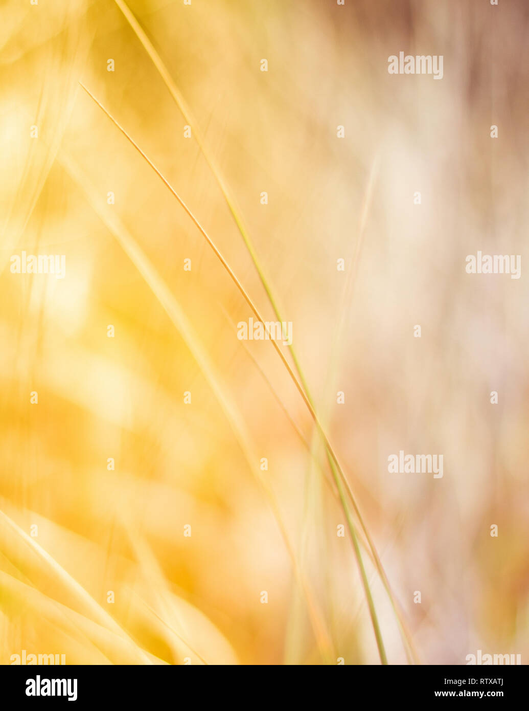 Sunshine over the summer field - beauty in nature, balanced lifestyle ...
