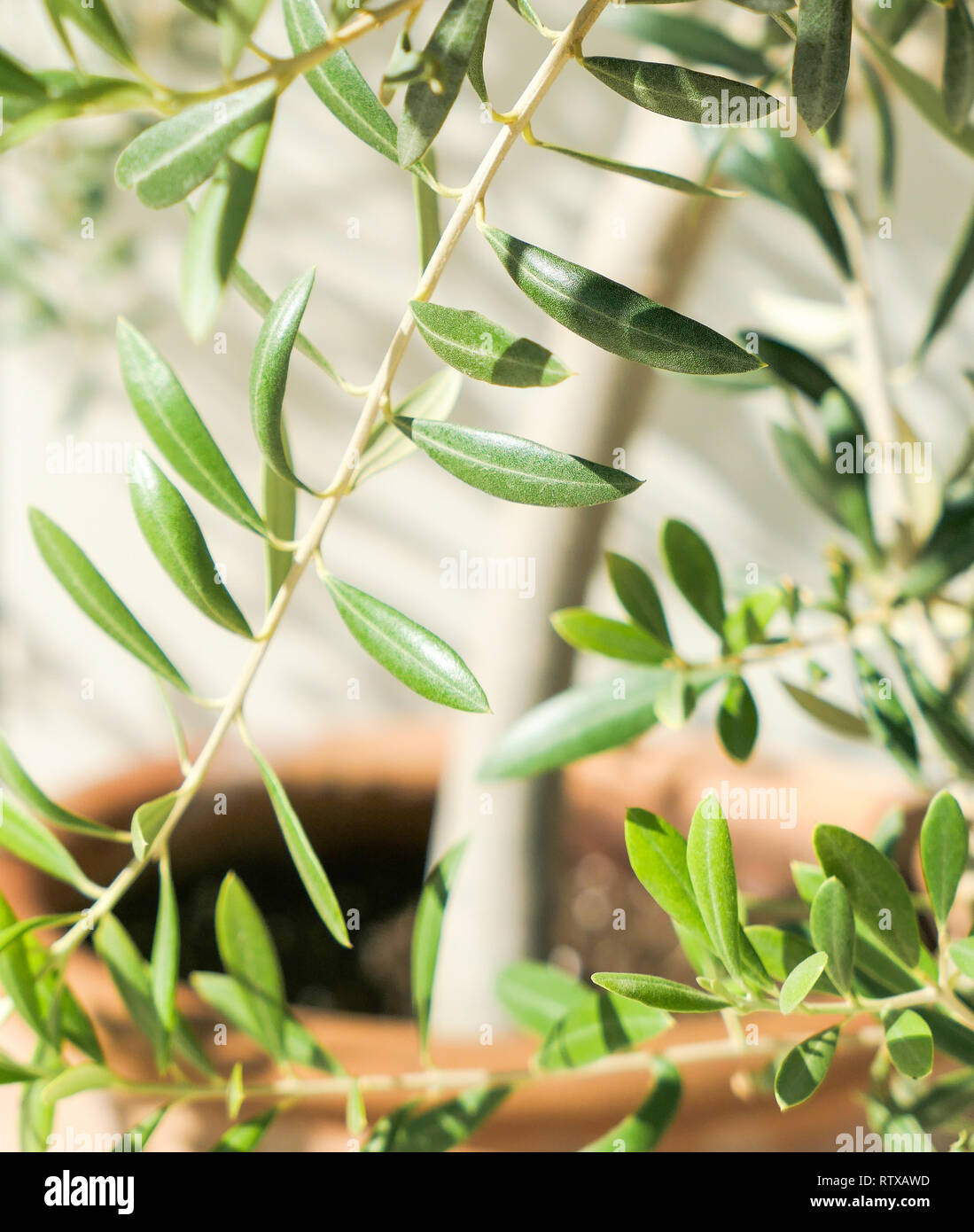 Olive tree and sunshine - gardening, nature background and ...