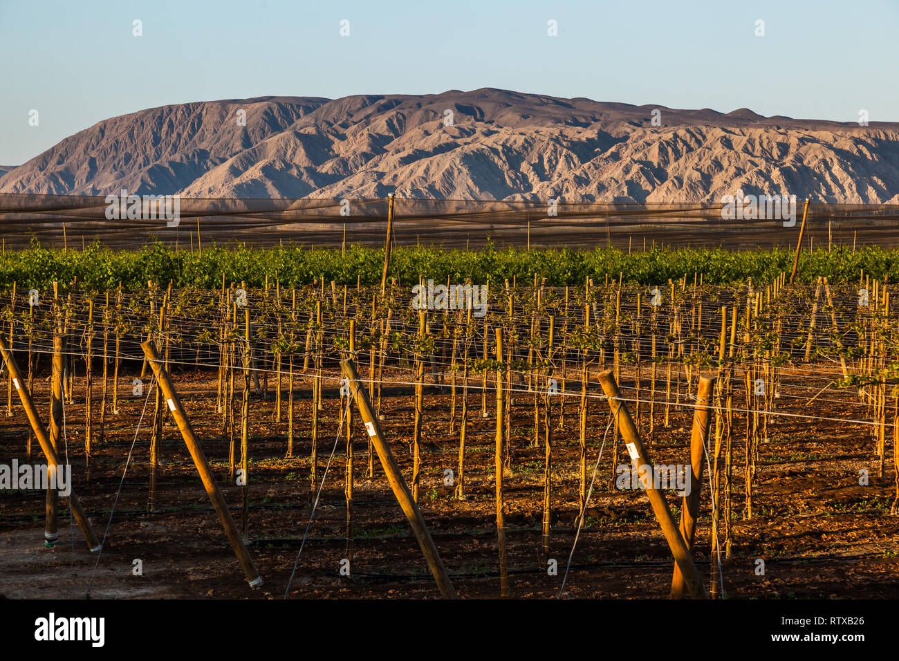 Vineyards in the coastal area of Ica, Pisco, Peru Stock Photo - Alamy
