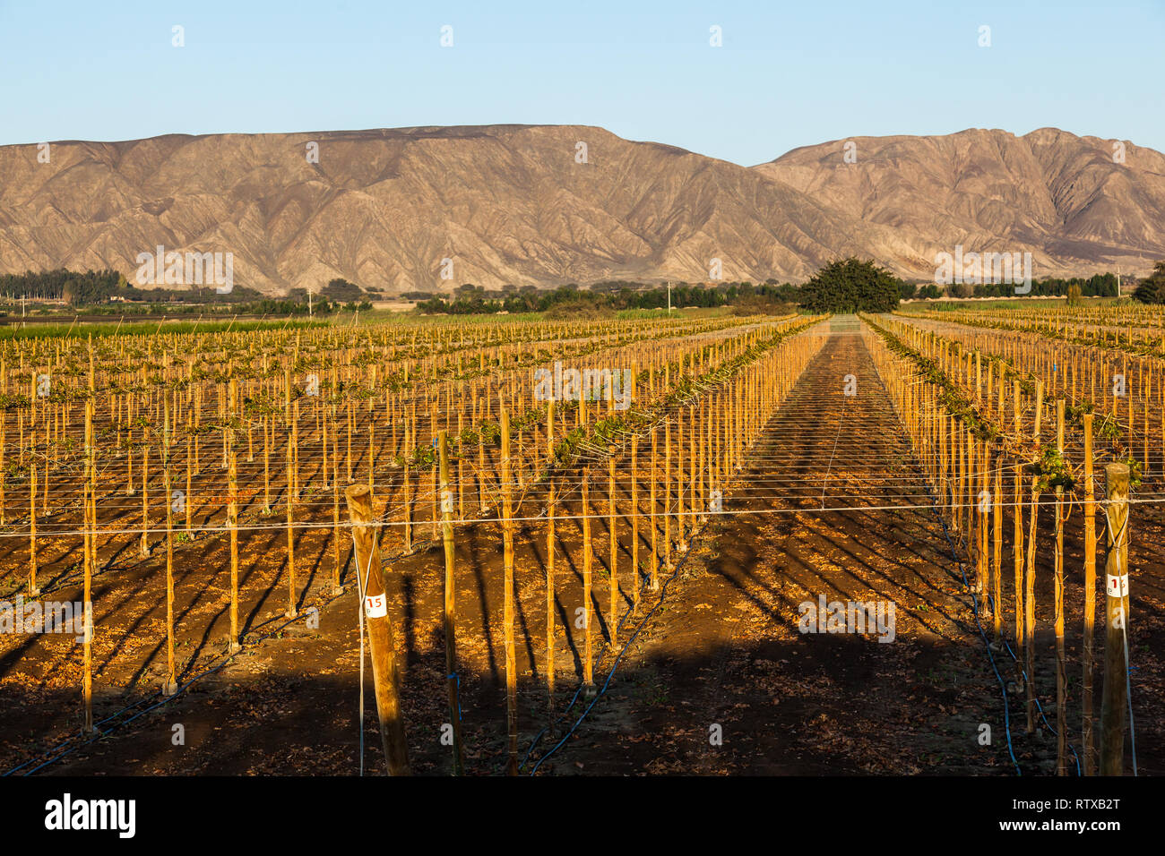 Vineyards in the coastal area of Ica, Pisco, Peru Stock Photo - Alamy