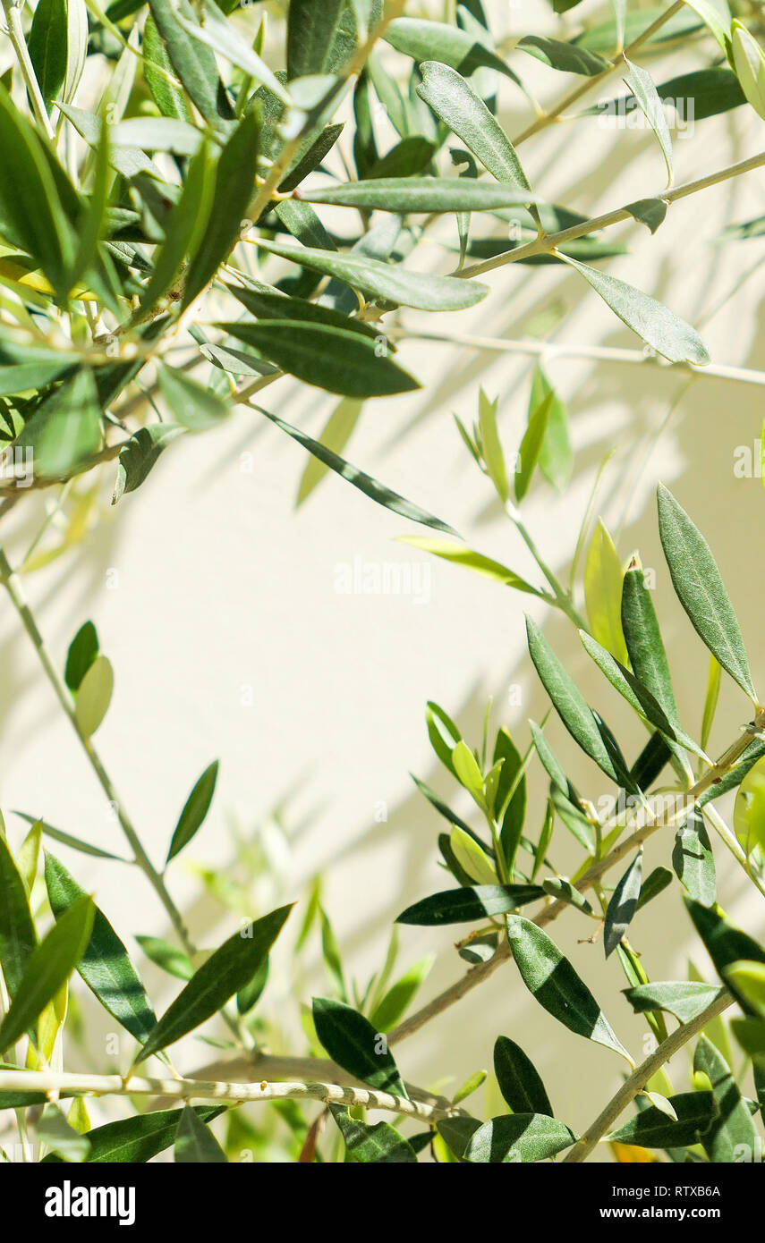 Olive tree and sunshine - gardening, nature background and ...