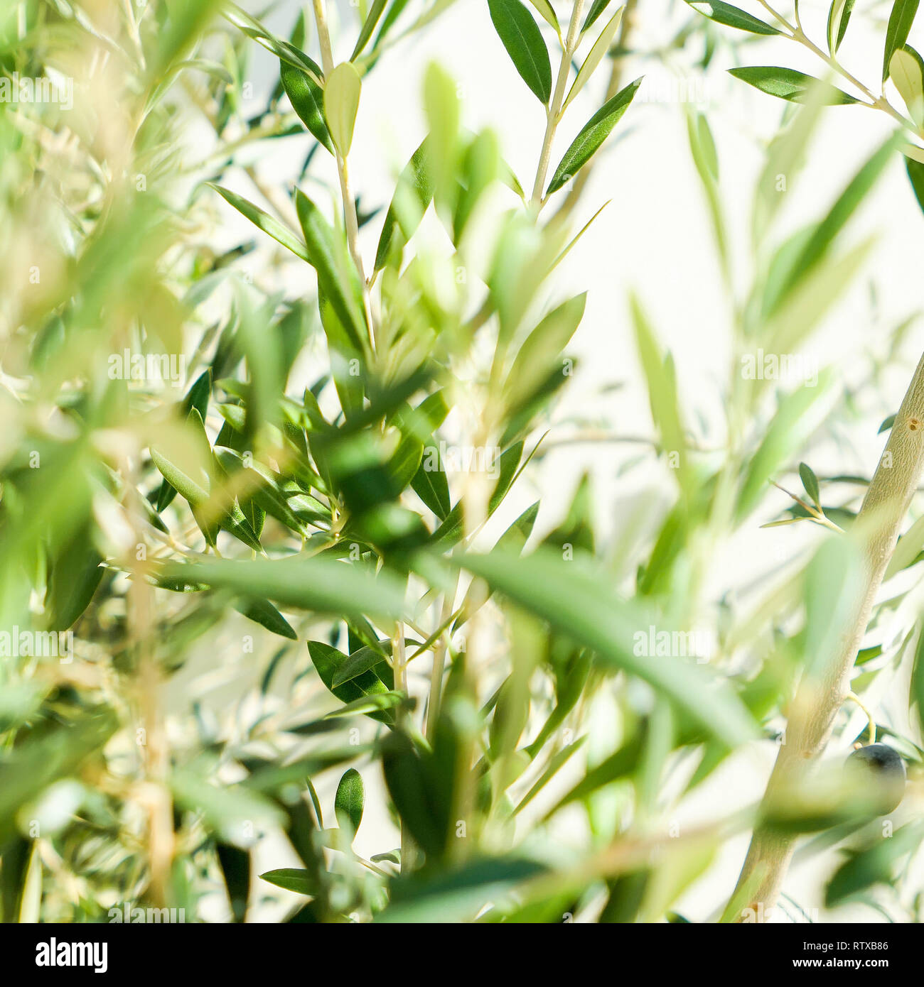 Olive tree and sunshine - gardening, nature background and ...